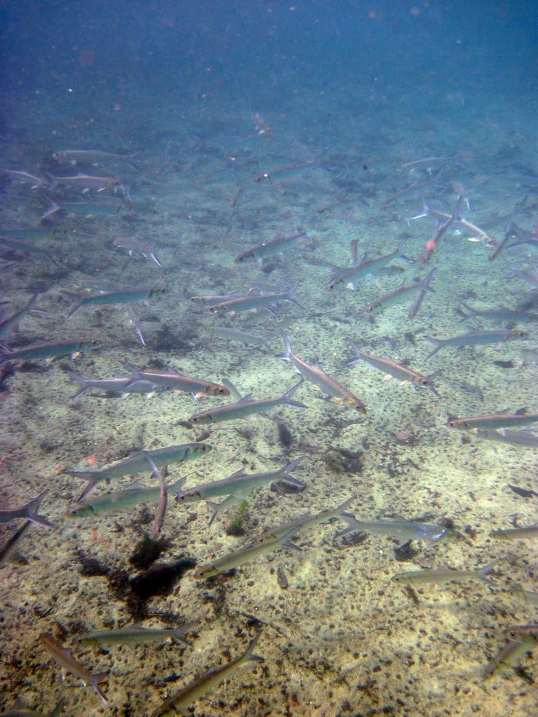 Ladyfish Facts & Photos | Tydepool