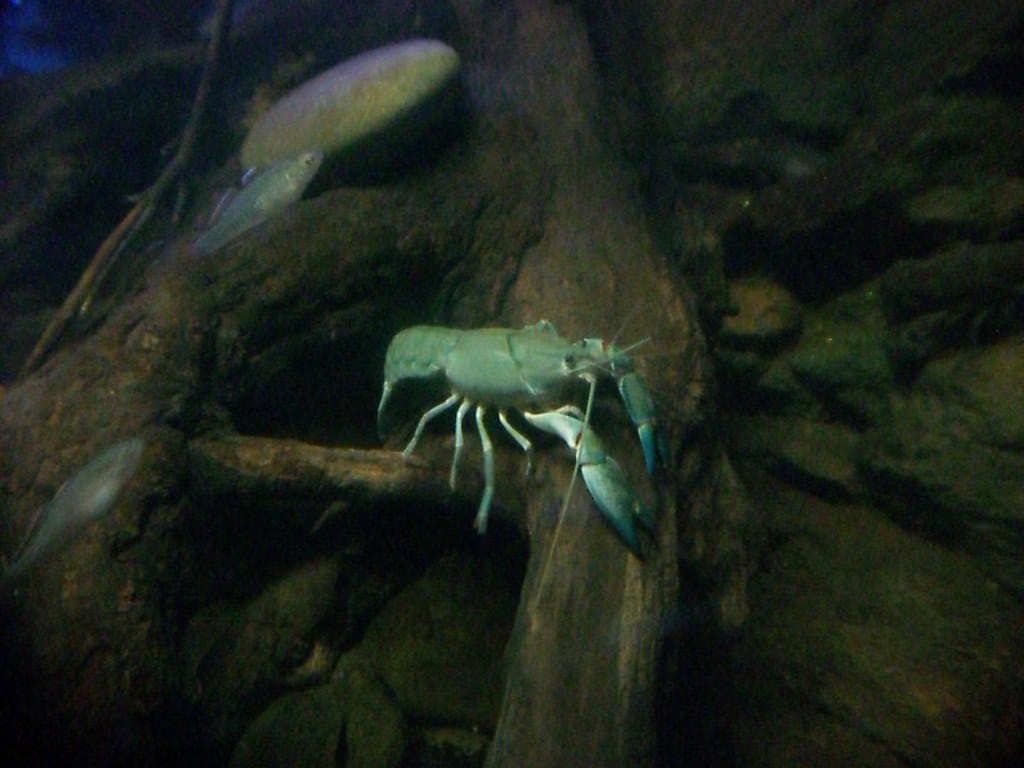 Yabby Facts & Photos | Tydepool