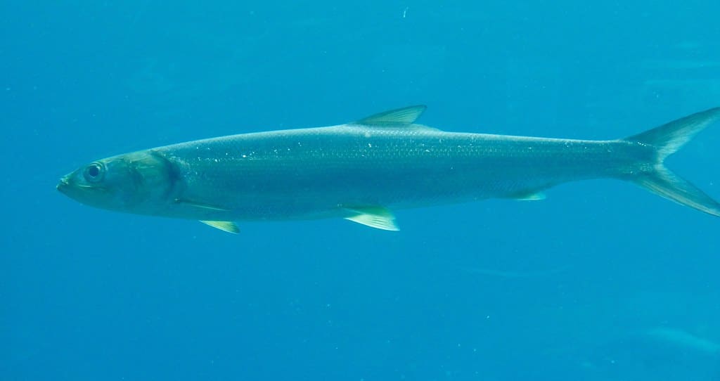 Ladyfish Facts & Photos | Tydepool