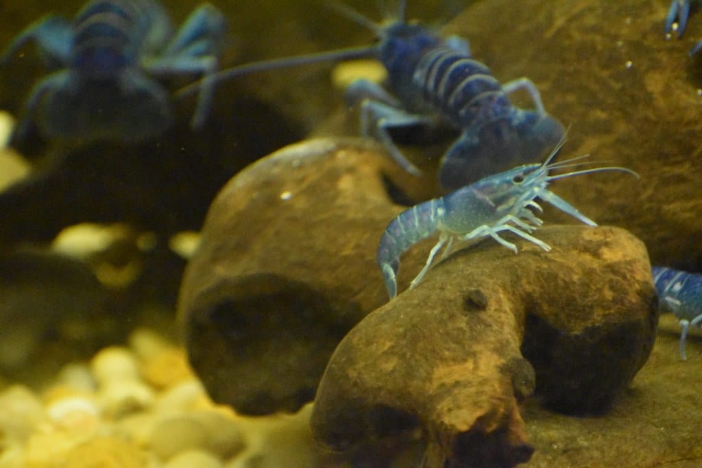 Yabby Facts & Photos | Tydepool