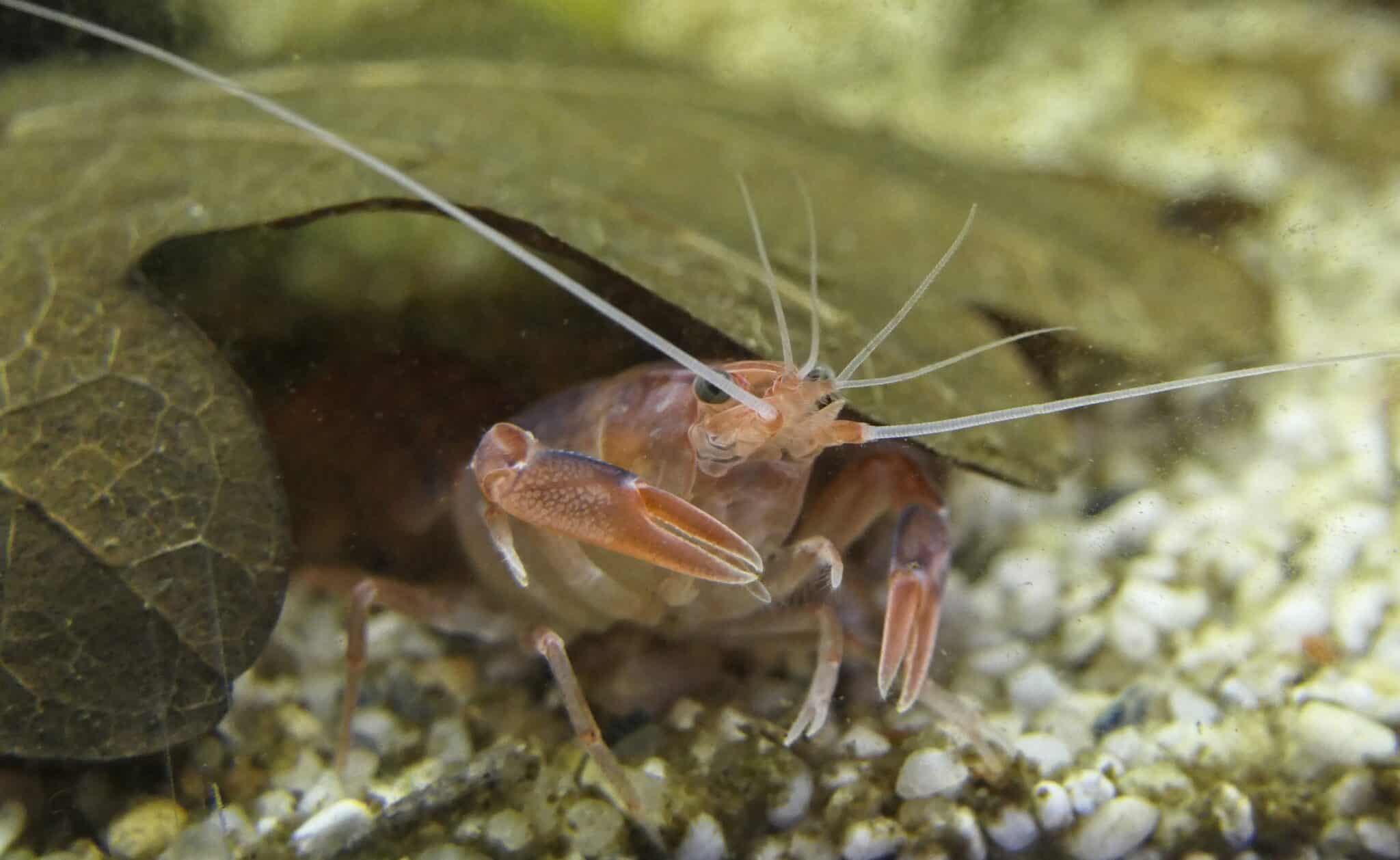 Yabby Facts & Photos | Tydepool