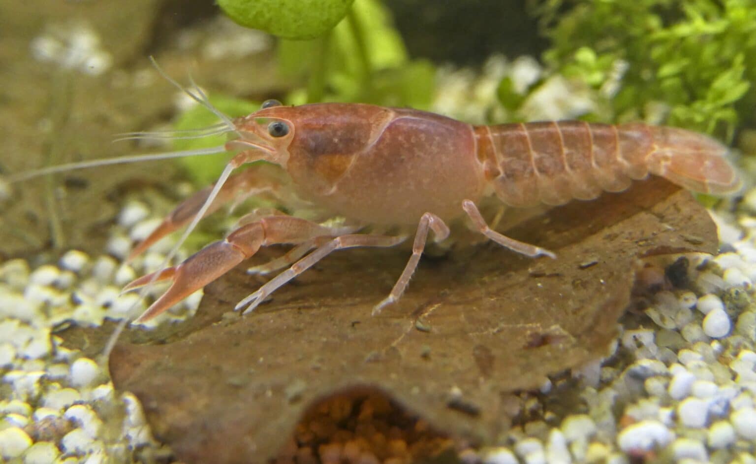 Yabby Facts & Photos | Tydepool