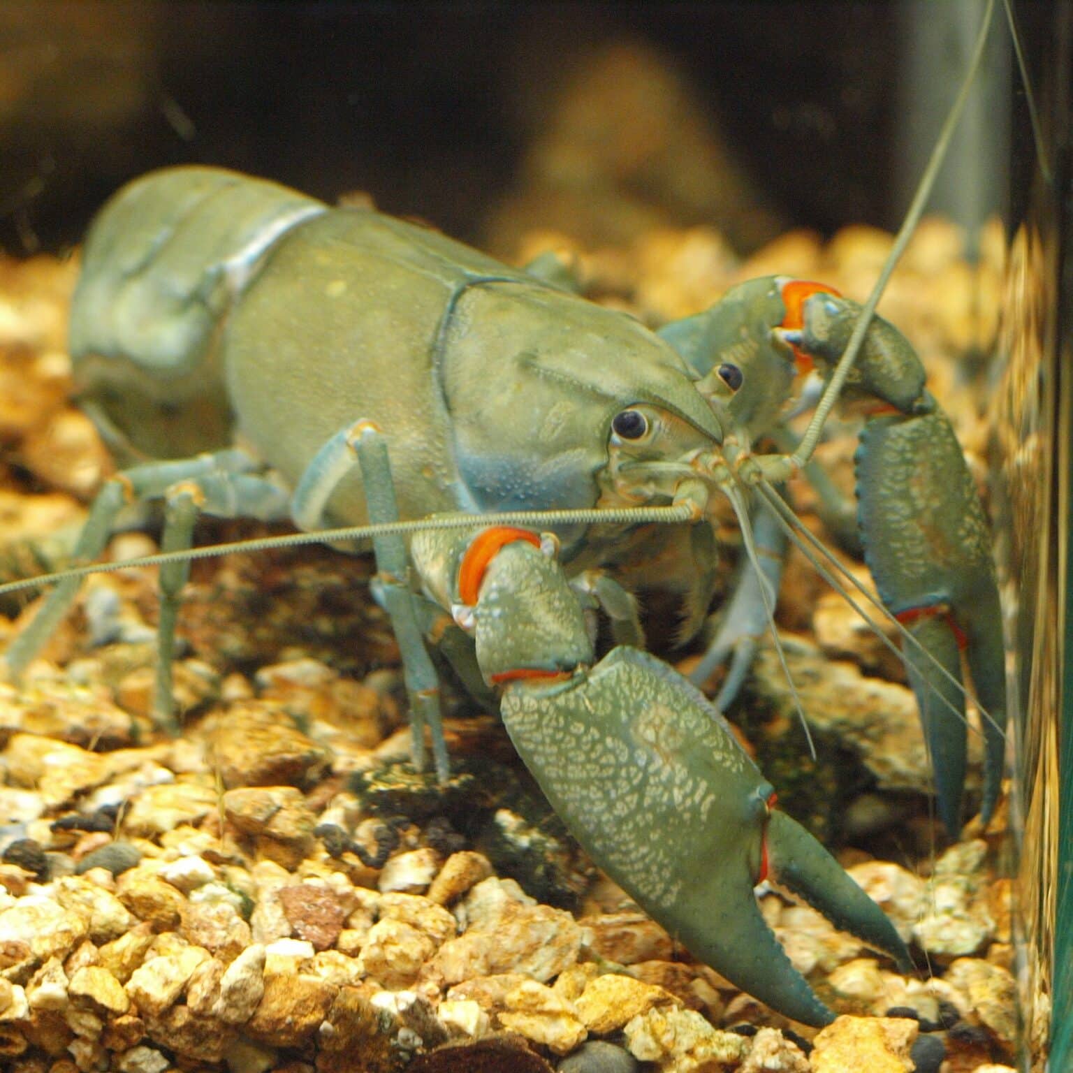 Yabby Facts & Photos | Tydepool
