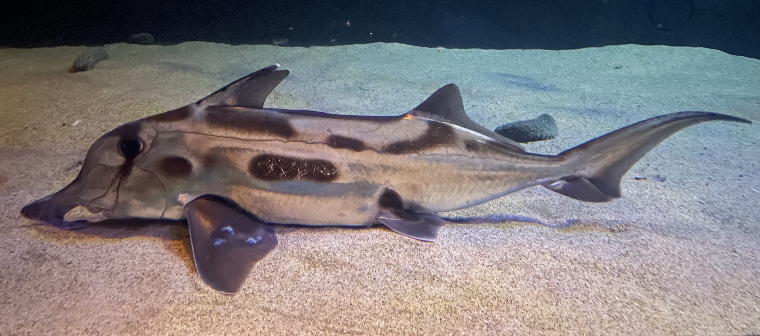 Elephant Fish Facts & Photos | Tydepool