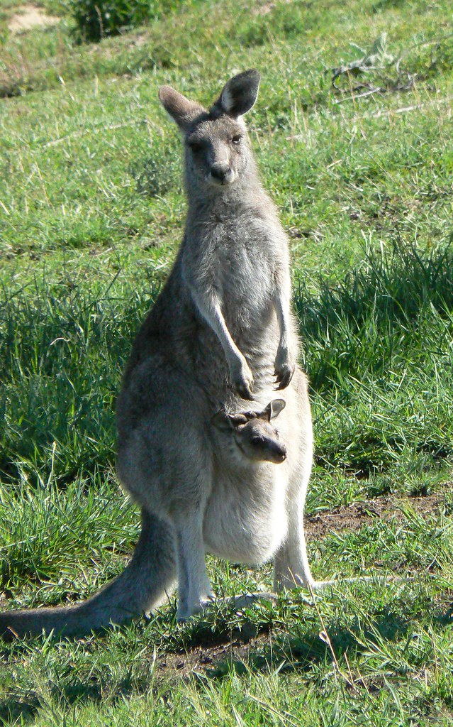 Kangaroo Facts & Photos | Tydepool