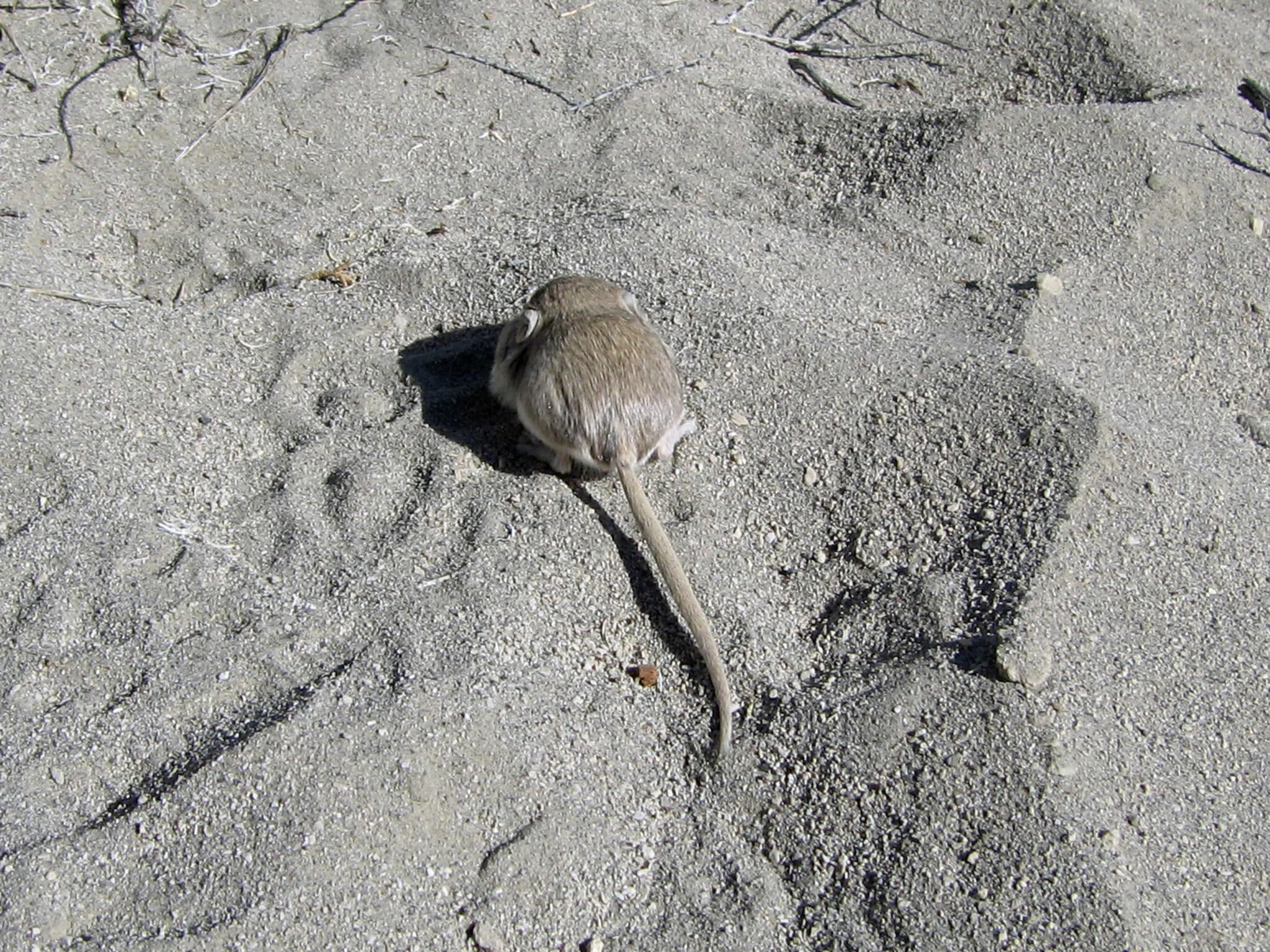 Kangaroo Mouse Facts & Photos | Tydepool