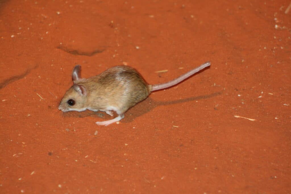 Kangaroo Mouse Facts & Photos | Tydepool