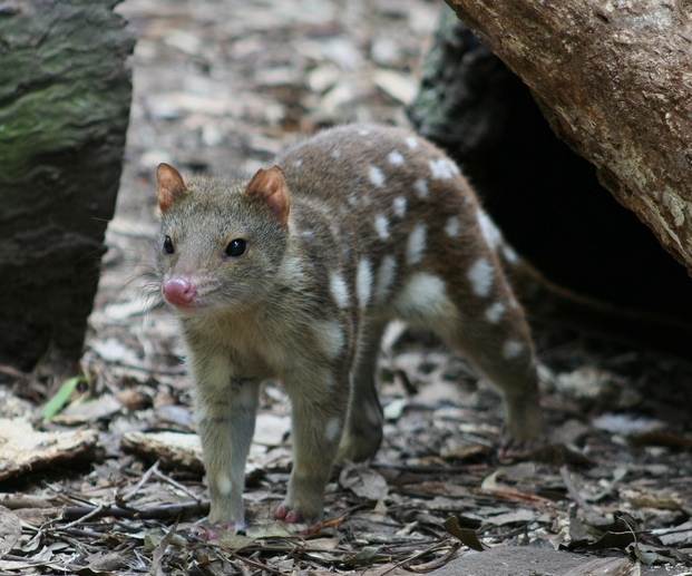 Quoll Facts & Photos | Tydepool