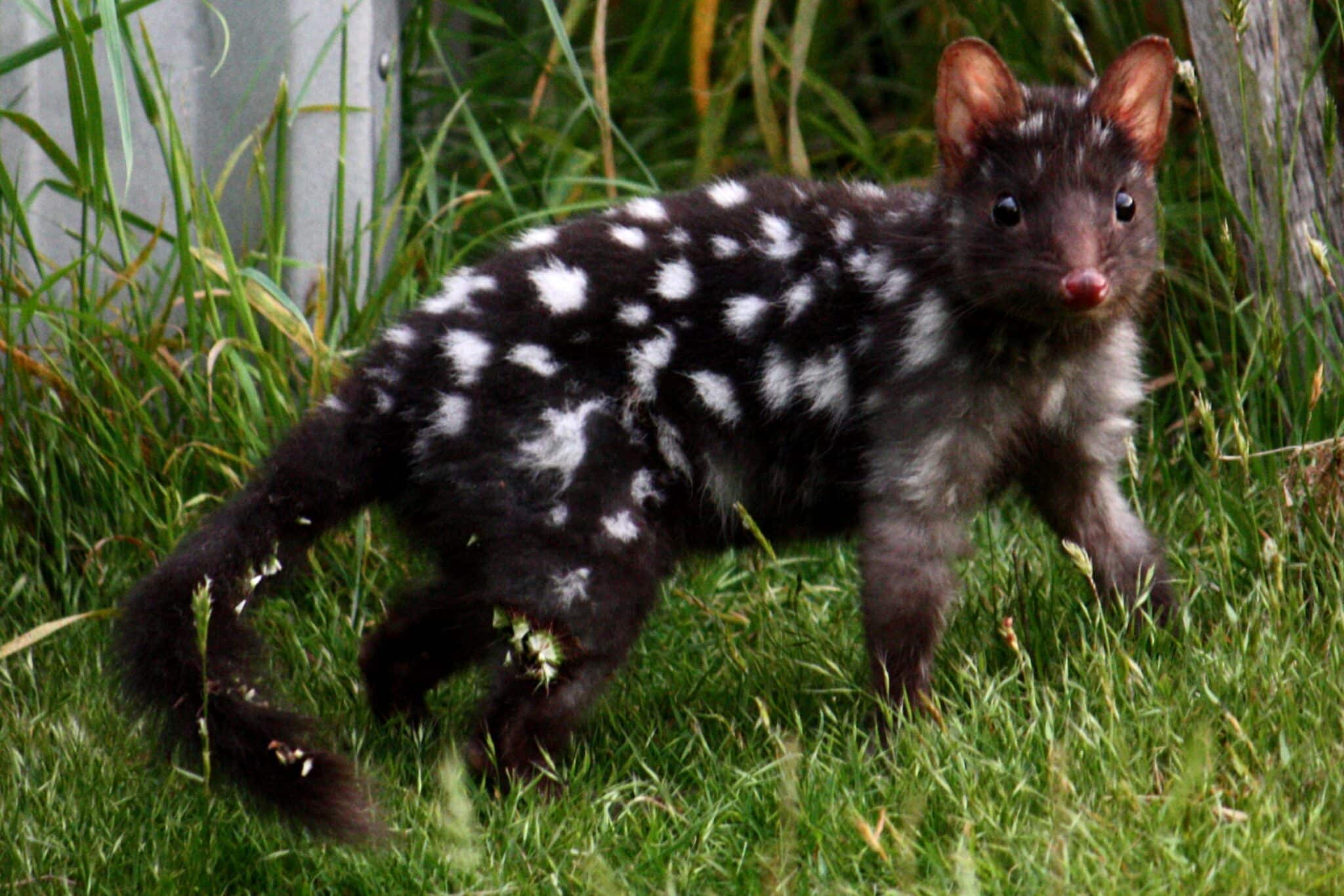 Quoll Facts & Photos | Tydepool
