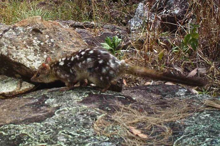 Quoll Facts & Photos | Tydepool