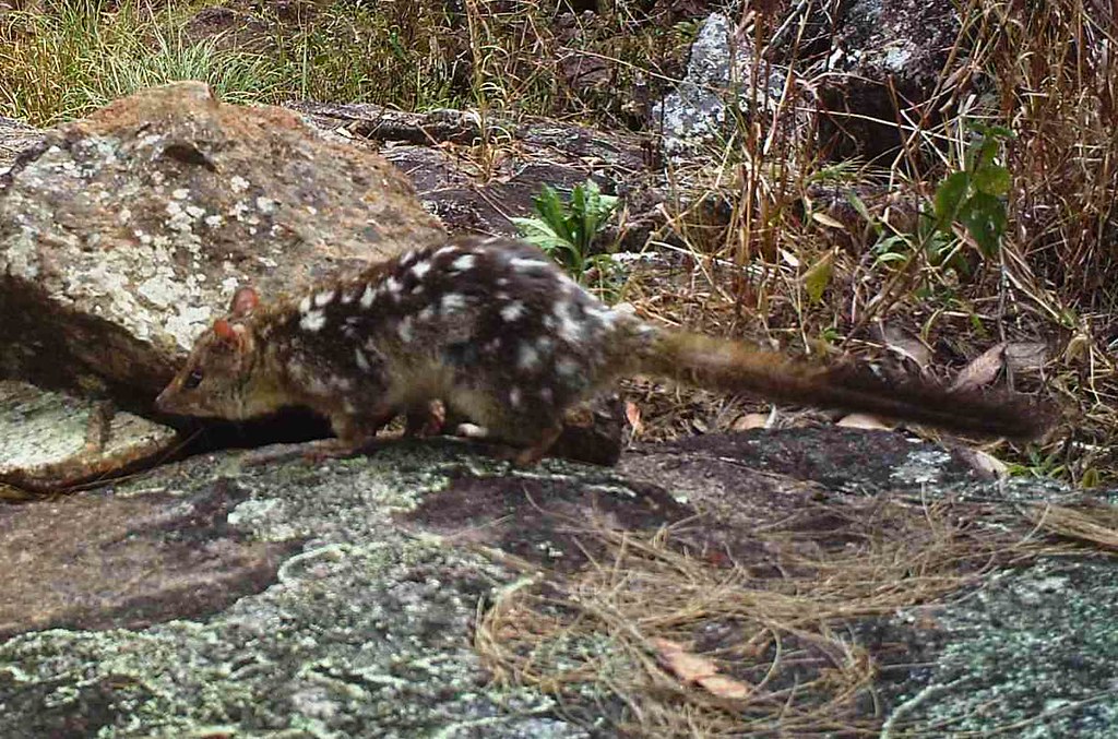 Quoll Facts & Photos | Tydepool