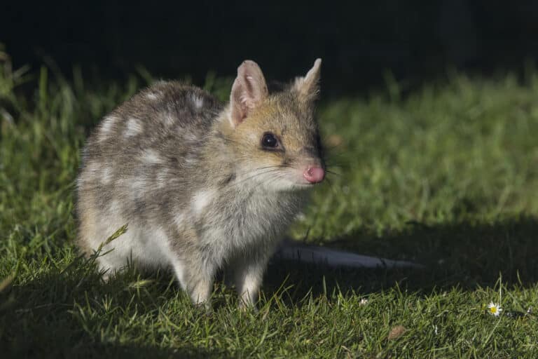 Quoll Facts & Photos | Tydepool