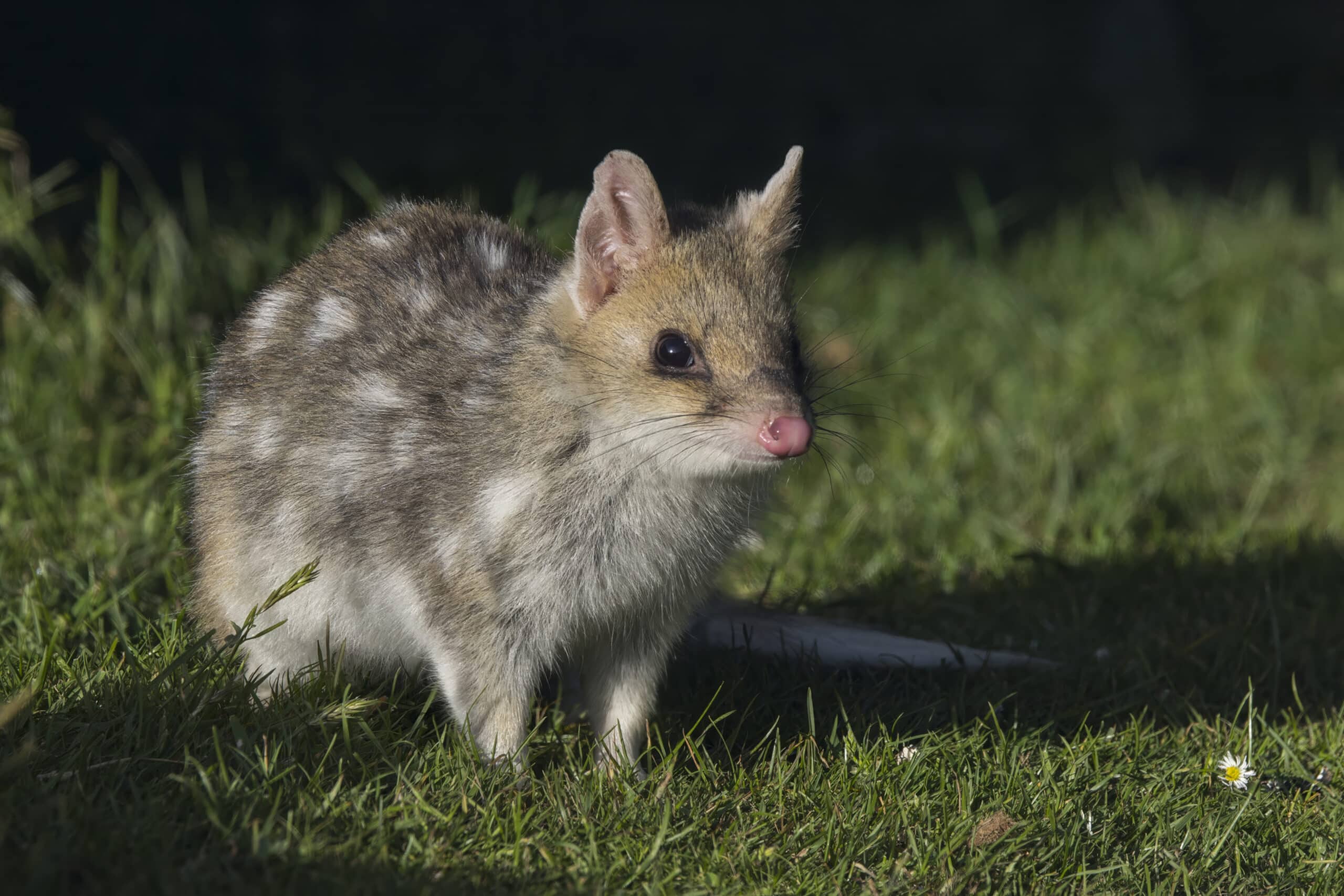 Quoll Facts & Photos | Tydepool
