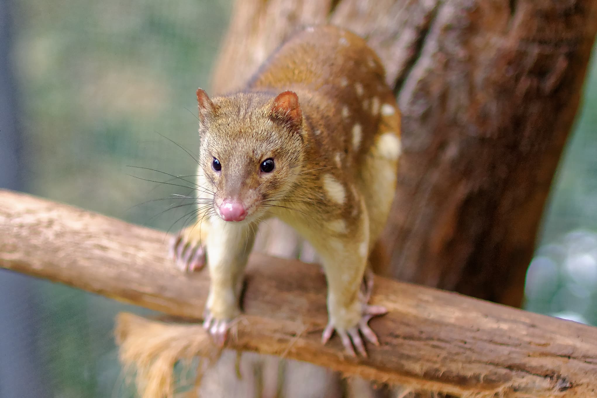 Quoll Facts & Photos | Tydepool