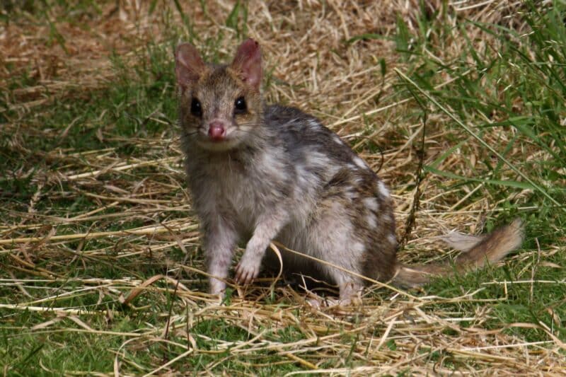 Quoll Facts & Photos | Tydepool