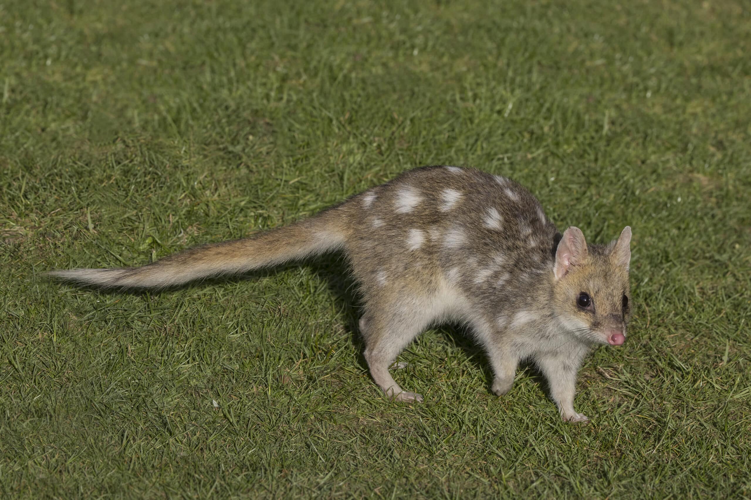 Quoll Facts & Photos | Tydepool