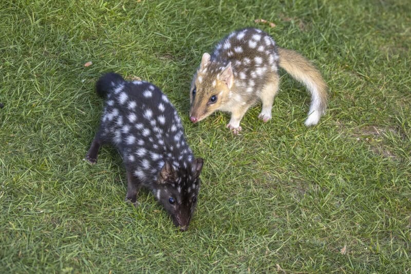 Quoll Facts & Photos | Tydepool