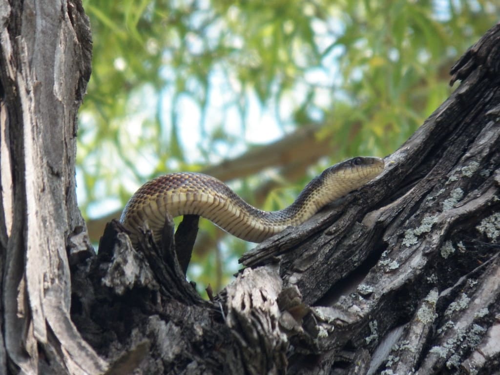 Texas Rat Snake Facts & Photos | Tydepool