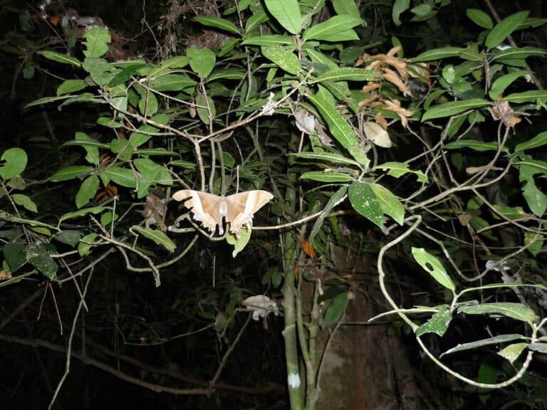Hercules Moth Facts & Photos | Tydepool