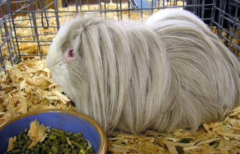 Peruvian Guinea Pig Facts & Photos | Tydepool