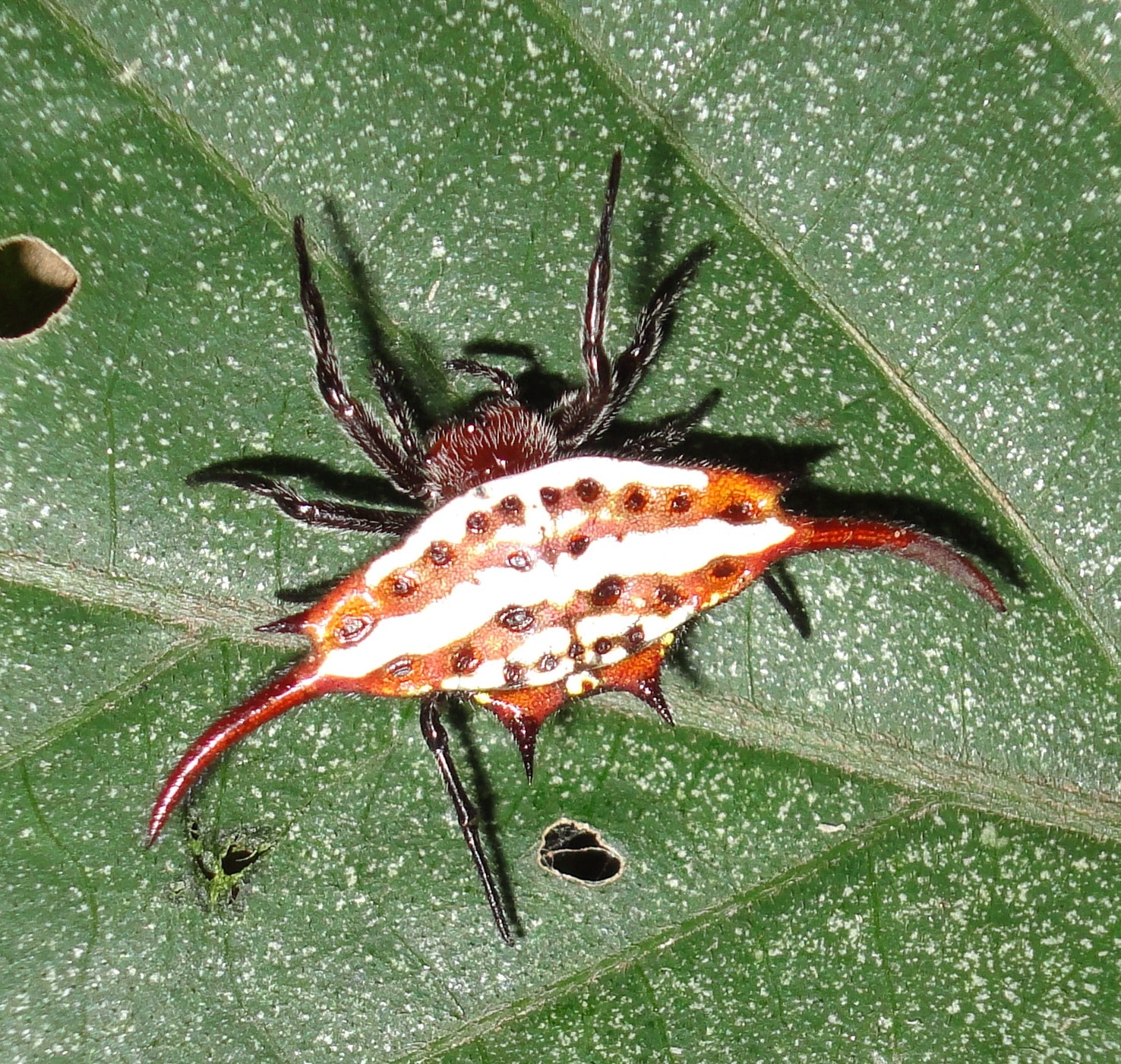 Long-Winged Kite Spider Facts & Photos | Tydepool