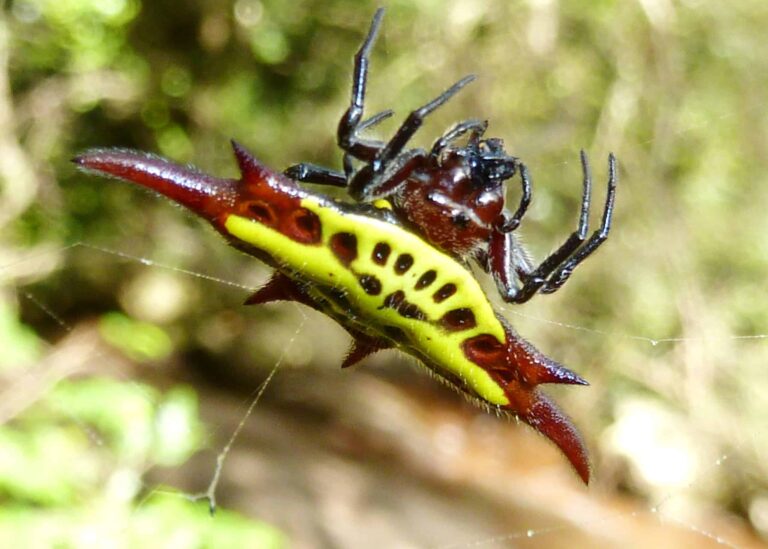 Long-Winged Kite Spider Facts & Photos | Tydepool